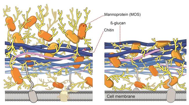 Yeast Cell Wall Structure